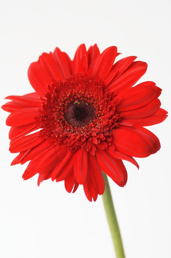 Red daisy stock image. Image of delicate, blooms, date - 594867