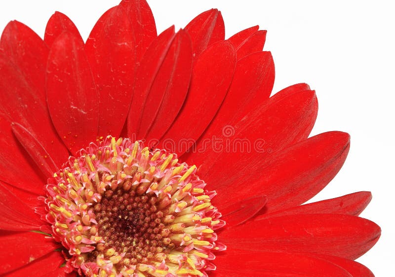 Red Daisy stock photo. Image of gardens, details, flowers - 6962192