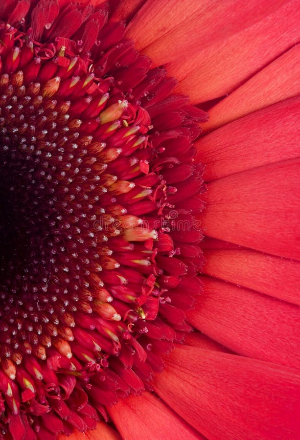 Red Daisy stock image. Image of gardens, close, birthday - 7615039