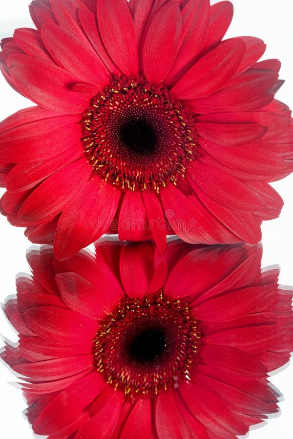 Red Daisy stock image. Image of flora, garden, flowerbed - 7615067