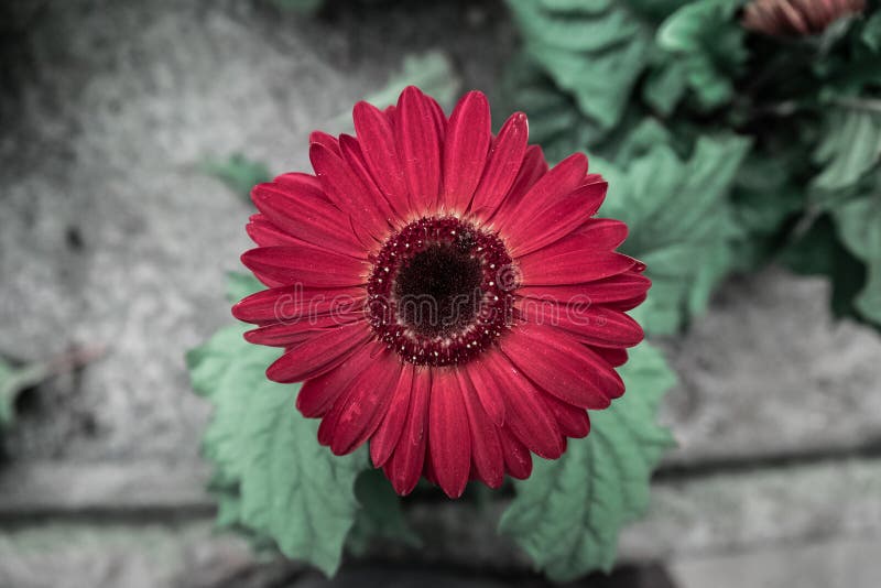 Red Daisy Picture. Image: 83038921
