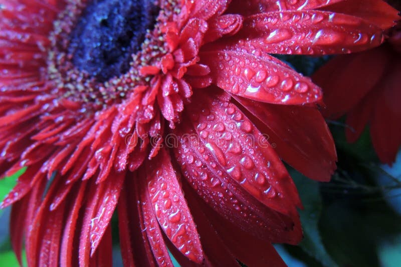 Red Daisy. Background stock photo. Image of gerbera, daisy - 76179412