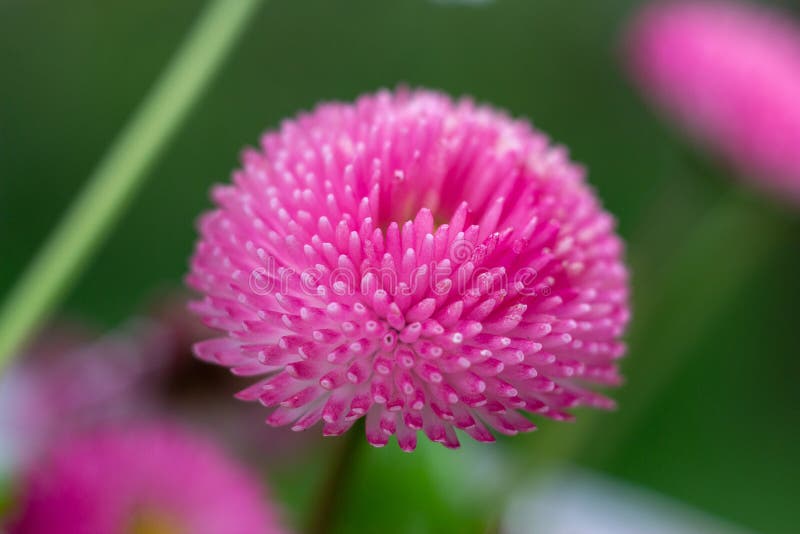 Red daisy stock photo. Image of polish, beautiful, tulip - 135636122