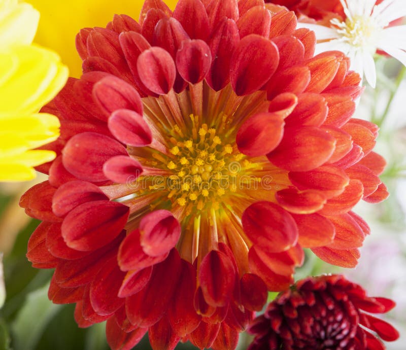 Red daisy in close up stock photo. Image of flower, summer - 64207502