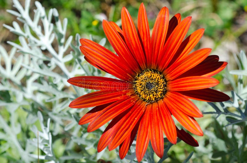 Red daisy stock photo. Image of botany, plant, seasonal - 35000014