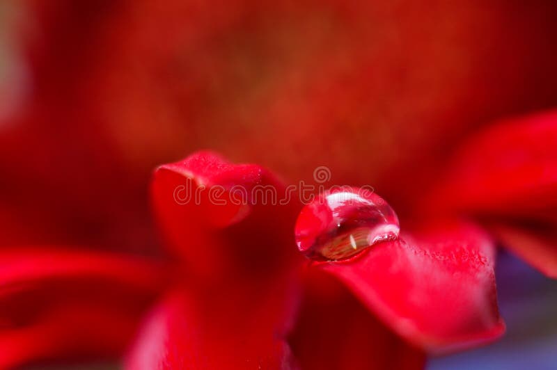Red Daisy Colors in a Water Drop Stock Photo - Image of light, liquid ...