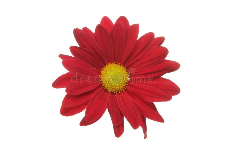 Red Daisy stock image. Image of dark, flower, daisy, isolated - 47369987