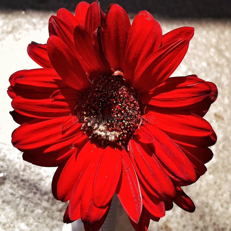 Red Daisy Flower stock photo. Image of rose, tulip, dahlia - 180299990