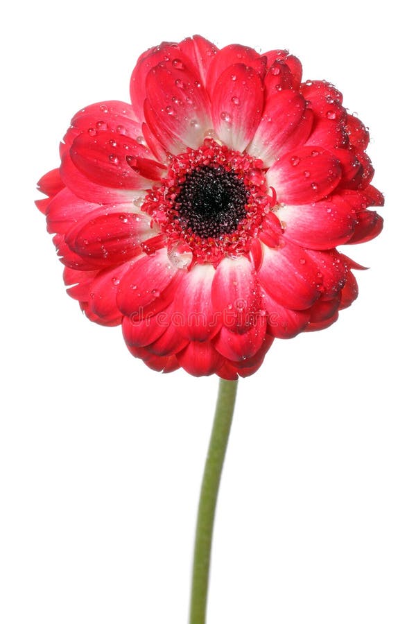 Red daisy flower stock image. Image of green, background - 18824815