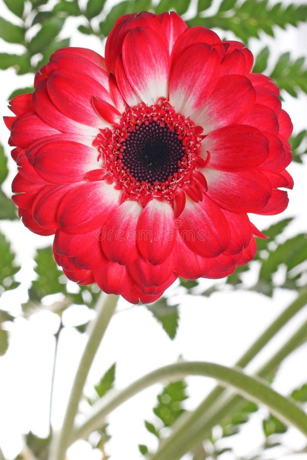 Red daisy flower stock image. Image of green, background - 18824815