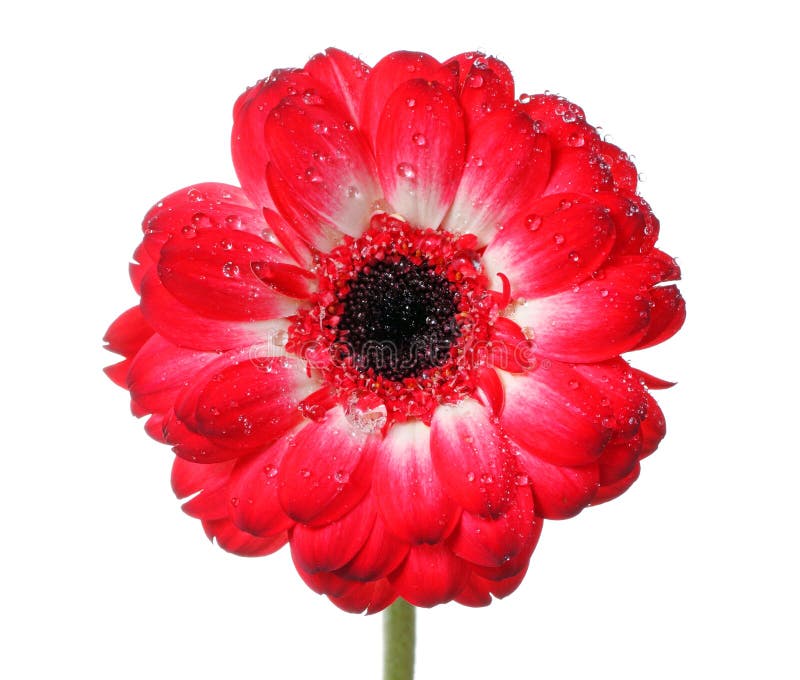 Red daisy flower stock image. Image of blossom, blooming - 18824829