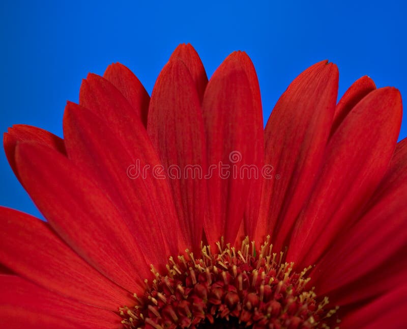 Red daisy flower stock image. Image of floral, isolated - 3165993