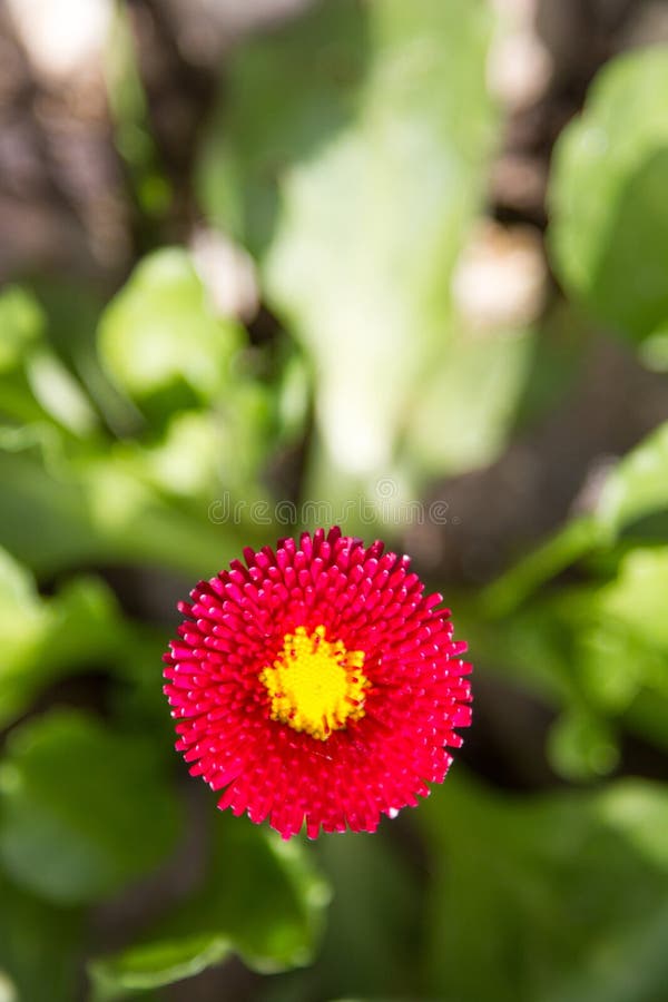 Red daisy flower stock image. Image of objects, gerbera - 72190107
