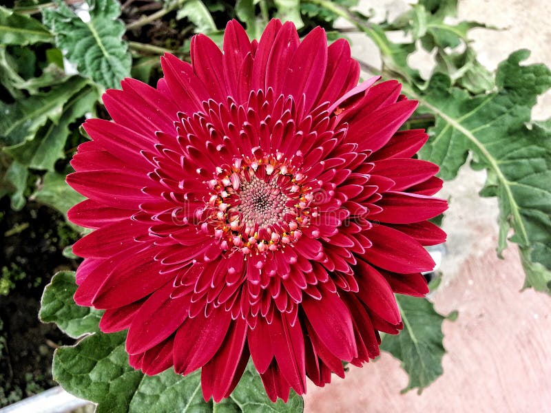 Red daisy stock photo. Image of beautiful, plants, nature - 73323650