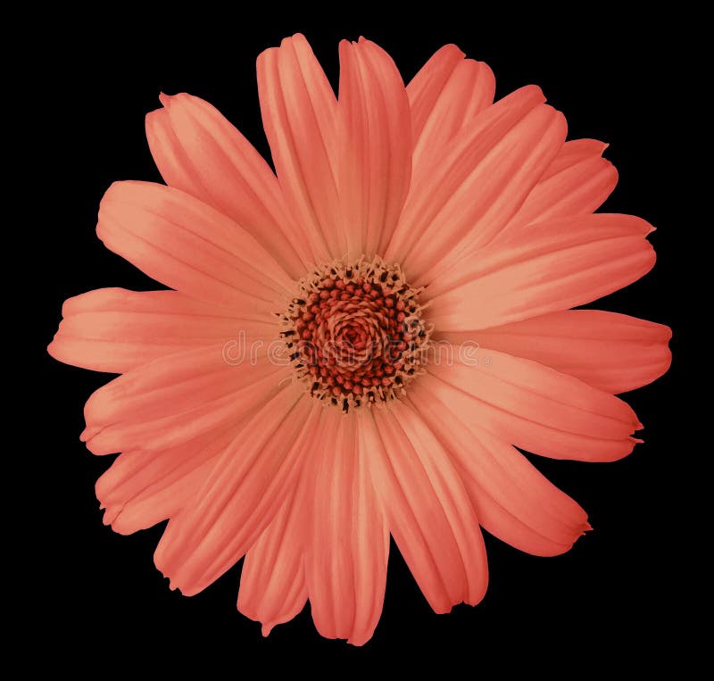 Red Daisy Flower on the Black Isolated Background with Clipping Path ...