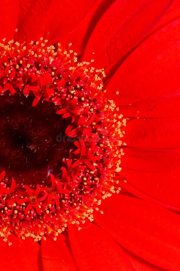Red daisy flower closeup stock photo. Image of daisy - 27102930