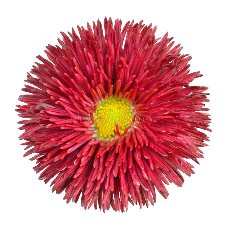 Red Daisy Flower Head with Yellow Center Isolated Stock Image - Image ...