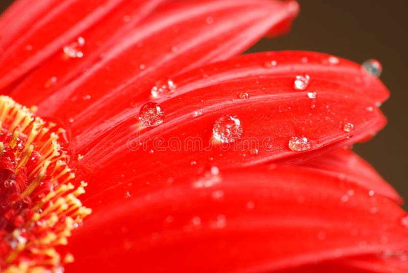 Red Daisy Flower Petals Macro Stock Image - Image of fresh, daisy: 10711799