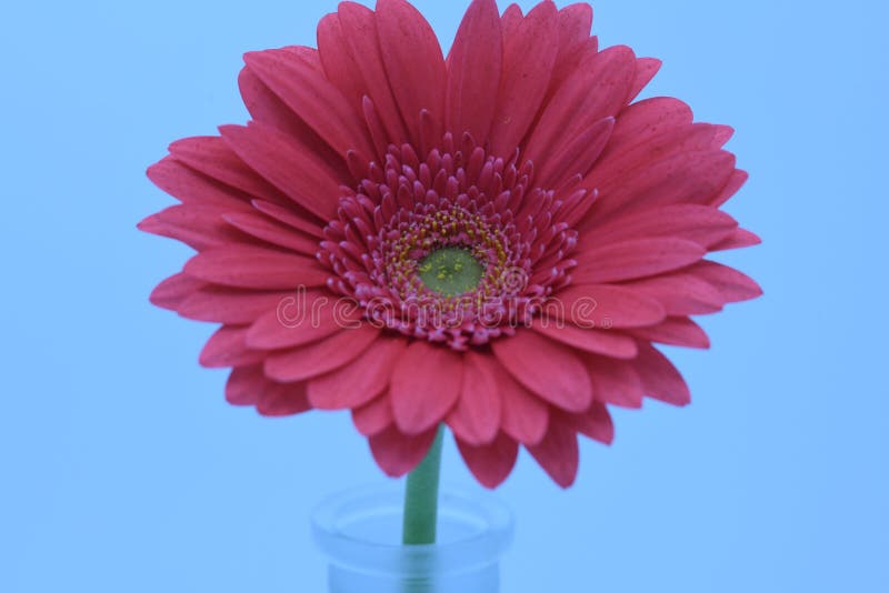 Red daisy stock photo. Image of colorful, daisy, asteraceae - 201951832