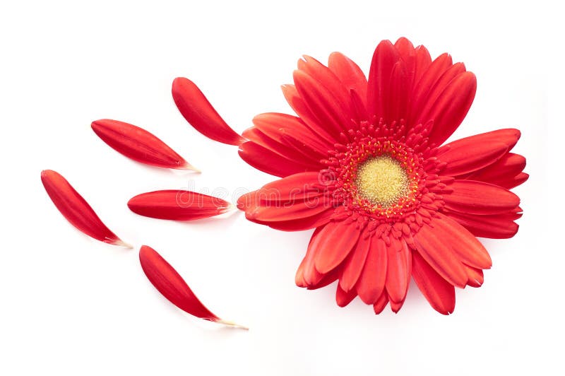 Daisy with falling petals stock image. Image of floating - 4160653