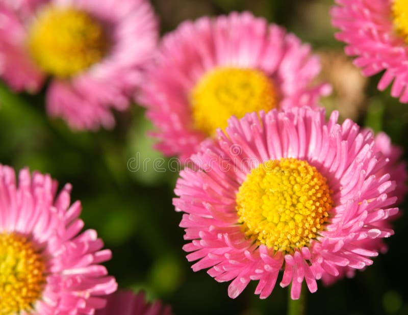 Red Daisy Flowers Closeup Macro Background Photo Stock Photo - Image of ...