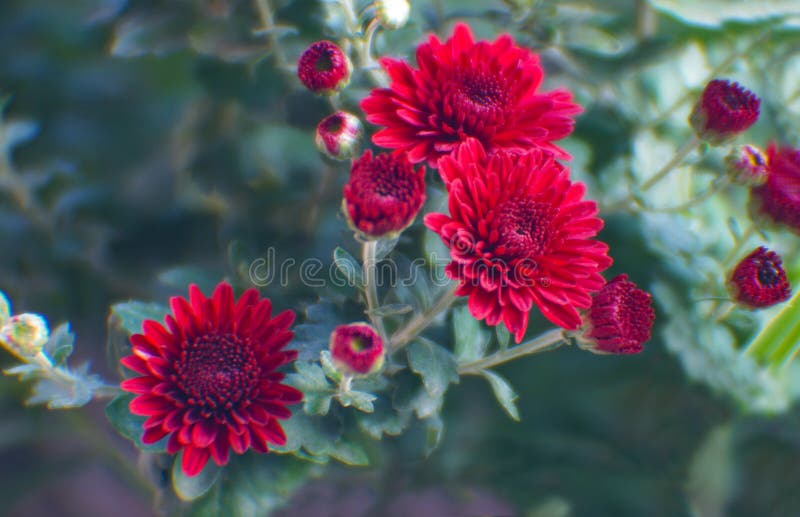 Red daisy flowers stock photo. Image of spring, beautiful - 280796618