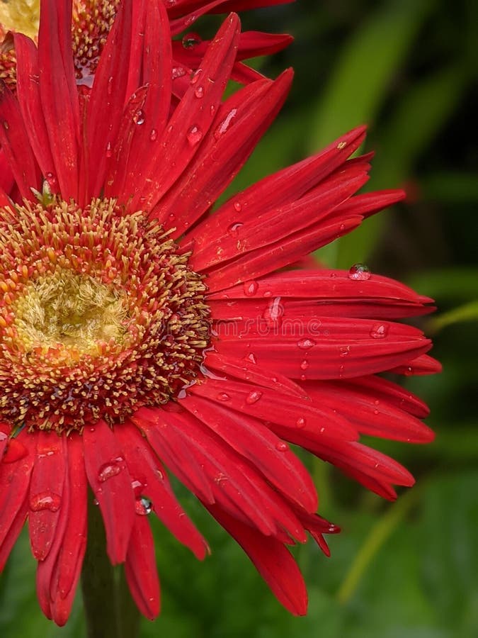 Red Daisy Flowers in the Pot Stock Image - Image of daisy, nature ...