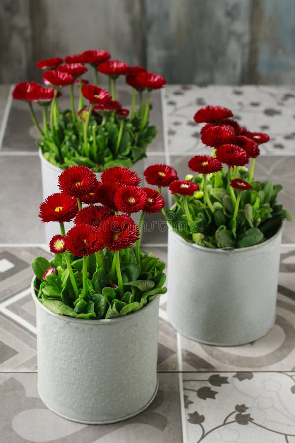 Red daisy flowers stock photo. Image of love, birthday - 160806900