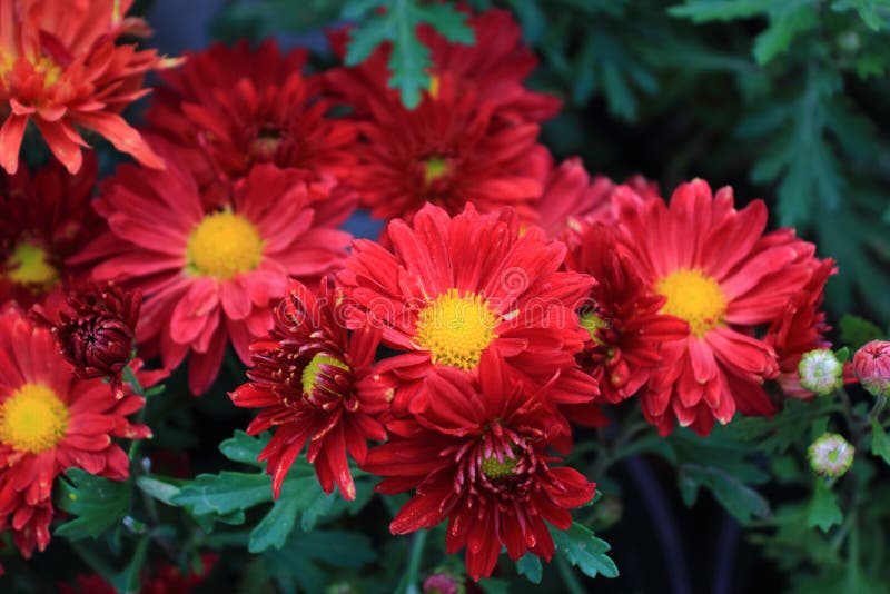 Red Daisy stock image. Image of bright, full, dainty - 45694411