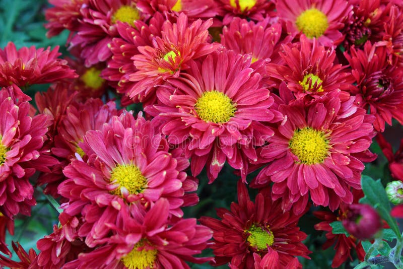 Red Daisy stock photo. Image of handsome, ornamental - 45694546
