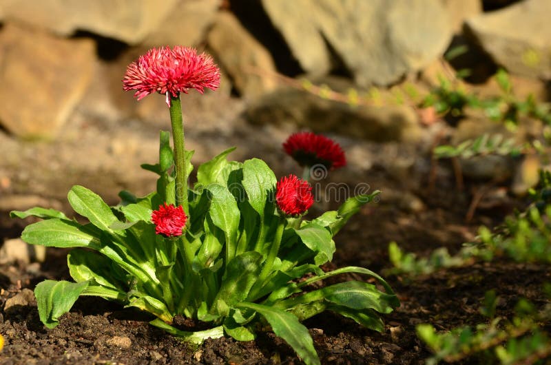 Red daisy stock image. Image of bellis, flowerbed, ornamental - 39331383