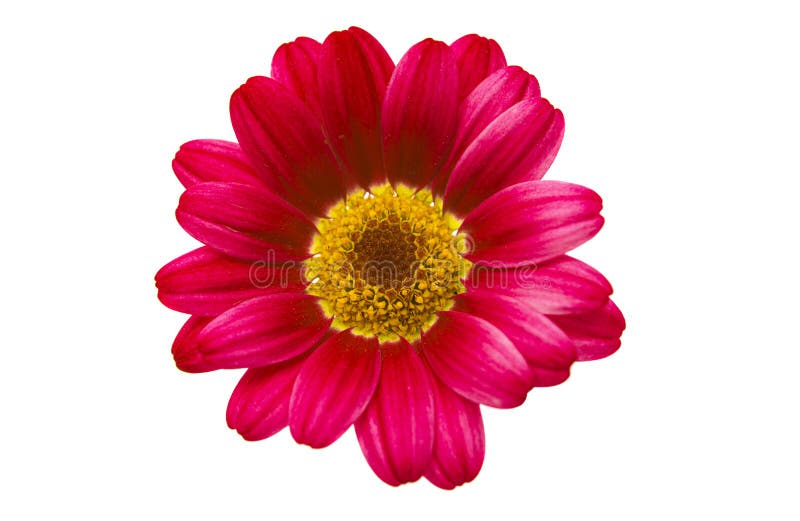Red daisy isolated stock photo. Image of flora, daisy - 178459766
