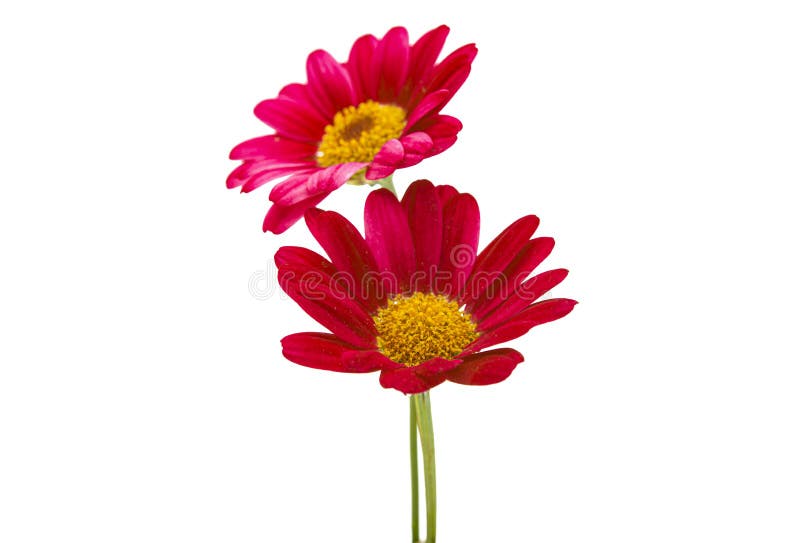 Red daisy isolated stock photo. Image of bright, object - 178462594