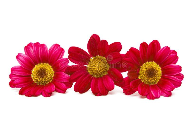 Red daisy isolated stock photo. Image of spring, petal - 178462698