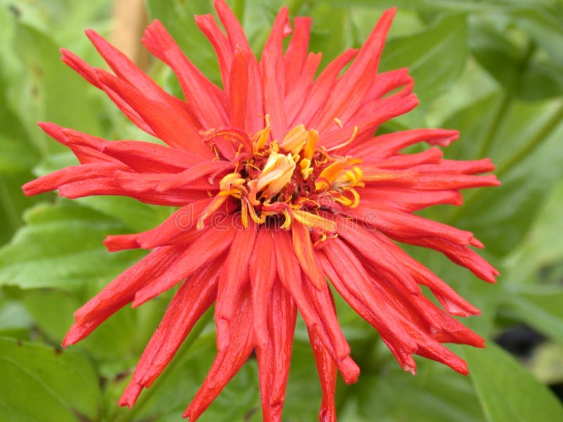 Red Daisy Macro Picture. Image: 1209855