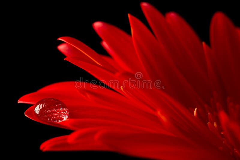 Red Daisy Macro with Water Droplet Stock Photo - Image of single, small ...