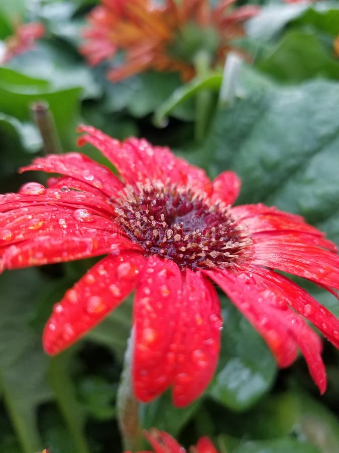 Red Daisy with raindrops stock photo. Image of daisy - 118188016