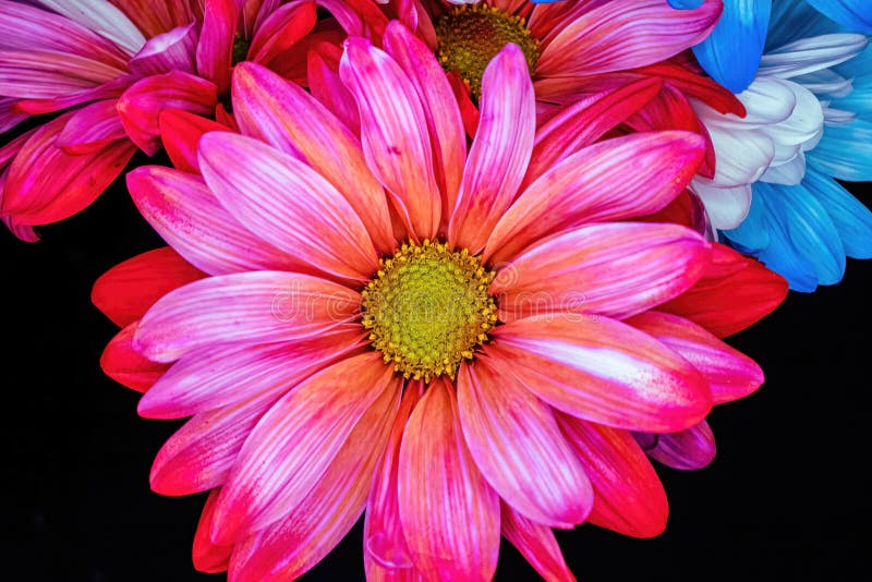 Red Daisy Up Close with More in Back Stock Photo - Image of abstract ...