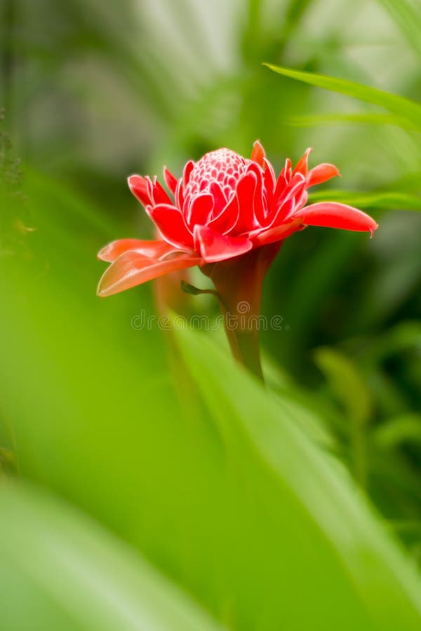 Red Dala Flower or Torch Ginger in Green Garden. Stock Photo - Image of ...
