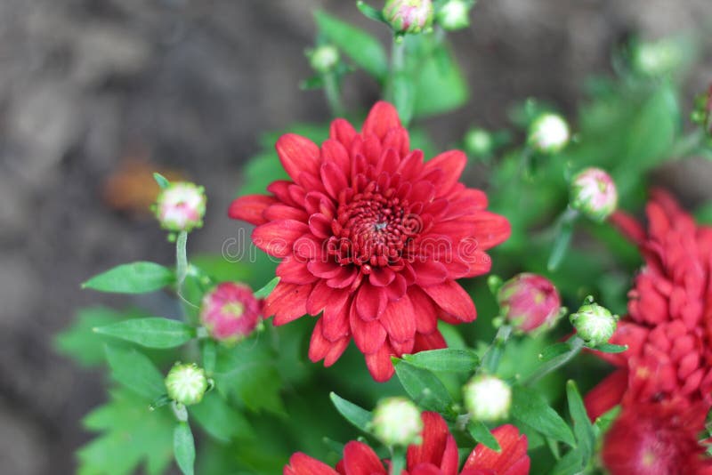 Red Dalia Flower in a Garden Stock Photo - Image of head, botany: 171175362