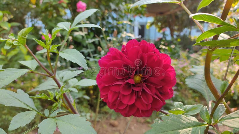 Red Dalia Flower in the Garden Stock Image - Image of dalia, tulip ...
