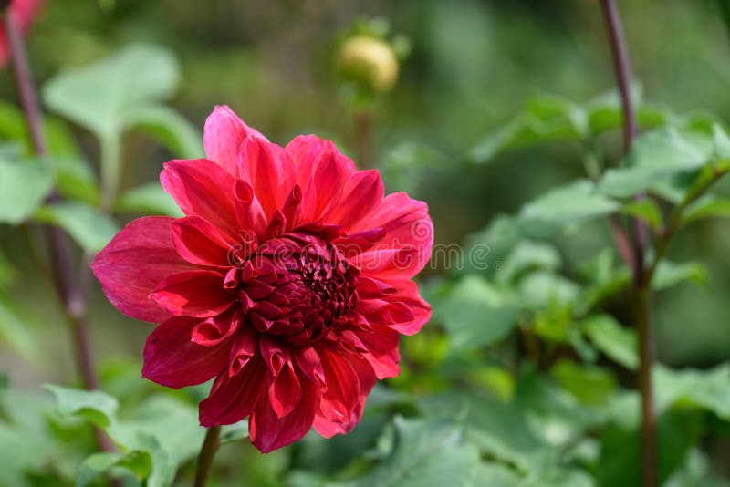 Red Dalia stock image. Image of autumn, bright, beautiful - 51707031