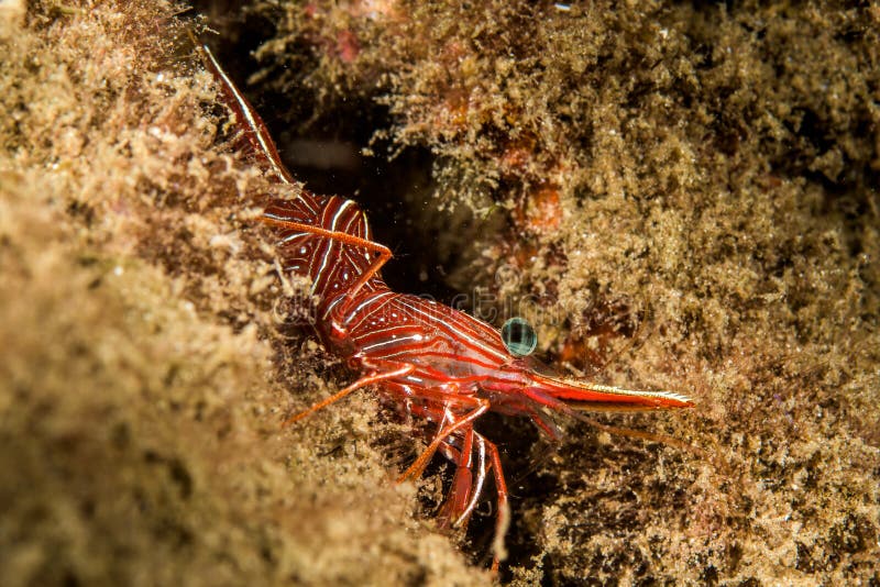Red dancing shrimp stock photo. Image of indonesia, diving - 220891648