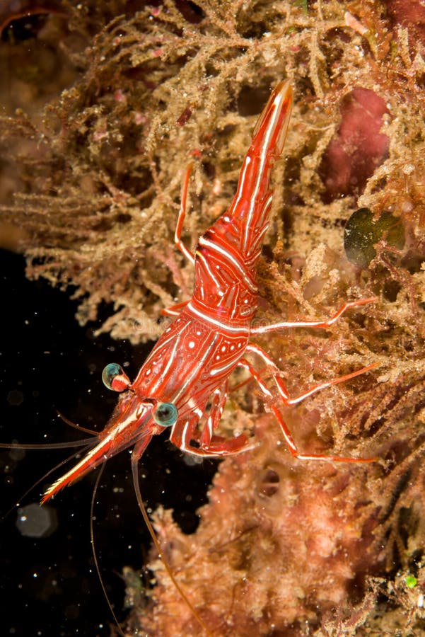 Dancing Shrimp - Thor Amboinensis Stock Image - Image of indonesia ...