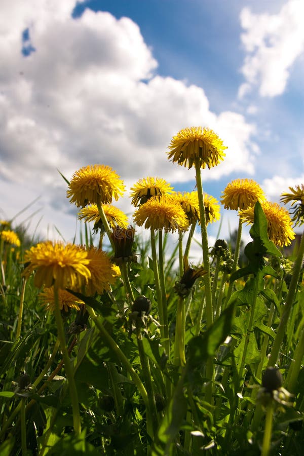 Dandelion clocks stock image. Image of horticulture, seeds - 778879