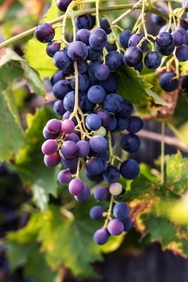 Red grapes, grapevine stock photo. Image of autumn, plant - 144325968