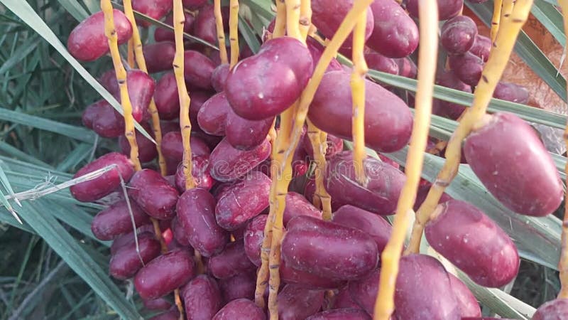 Red Date Offers a Soft and Tender Texture, Making it a Perfect on-the ...