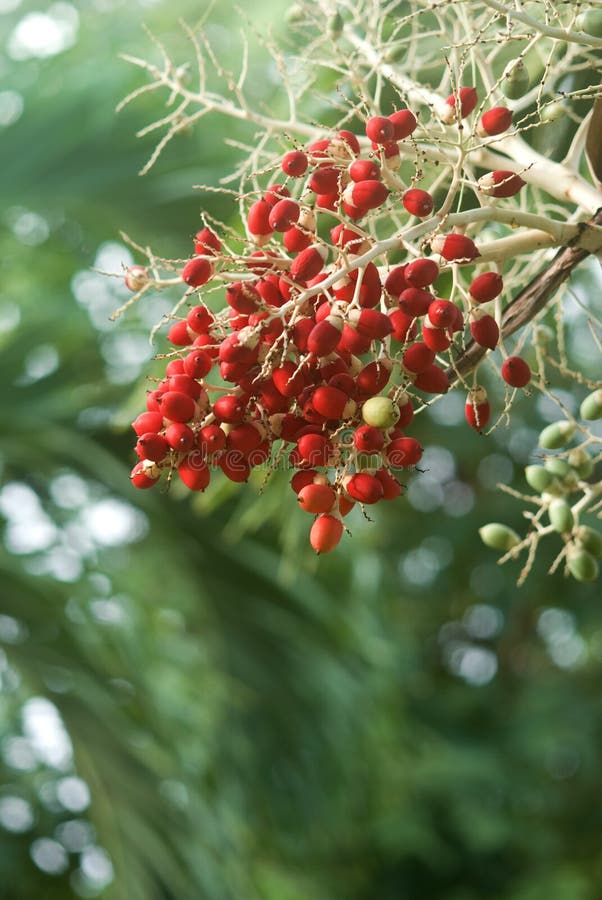 Red date tree fruit stock image. Image of hanging, plant - 25791537