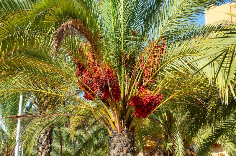 Red Dates Palm Tree Palms stock image. Image of kindle - 45059711