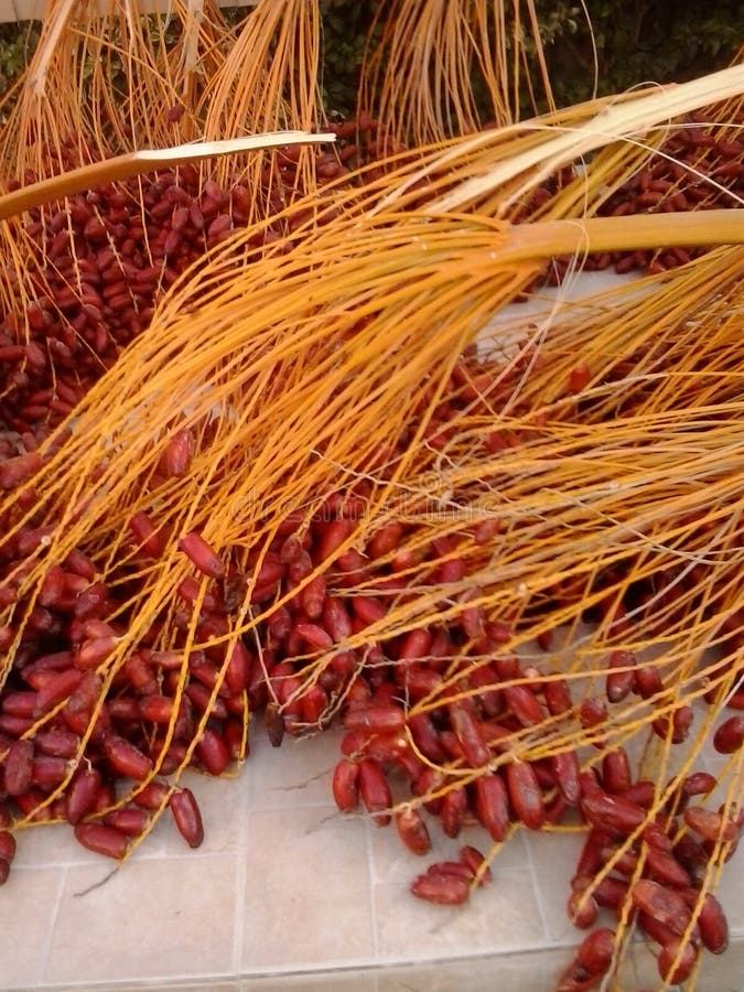 Red dates stock image. Image of gathering, yellow, branches - 79113501